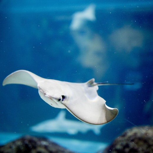 Akibat Ulah Manusia, Ikan Pari Jawa Punah